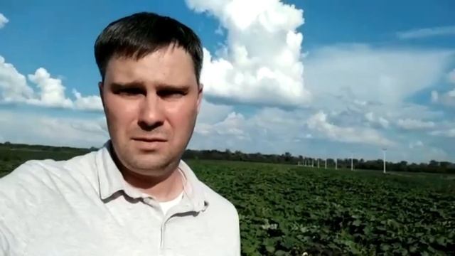 Борьба с луговым мотыльком и колорадским жуком с "ЭМ·5" (ООО Континент Девелопмент Самара"