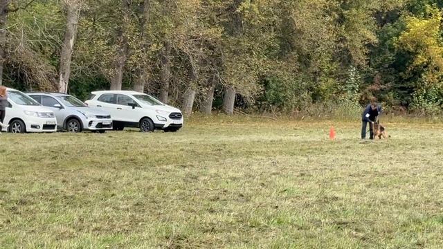 Zhdana iz Druzhiny Peresveta +0+ №27. ЛИПЕЦК 20 сентября`25 Моно немецких овчарок