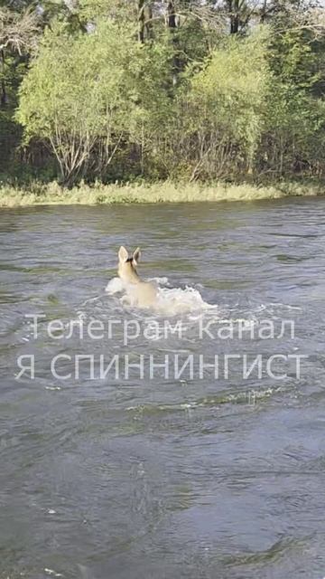 Что за зверь ?