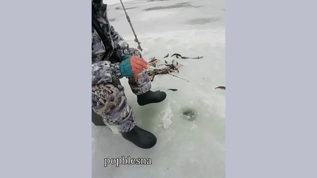 Клоп25 серия с лунки