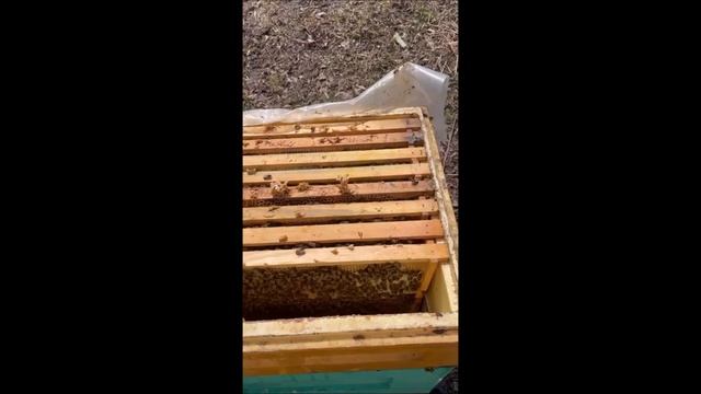 Весенние подготовки на пасеке