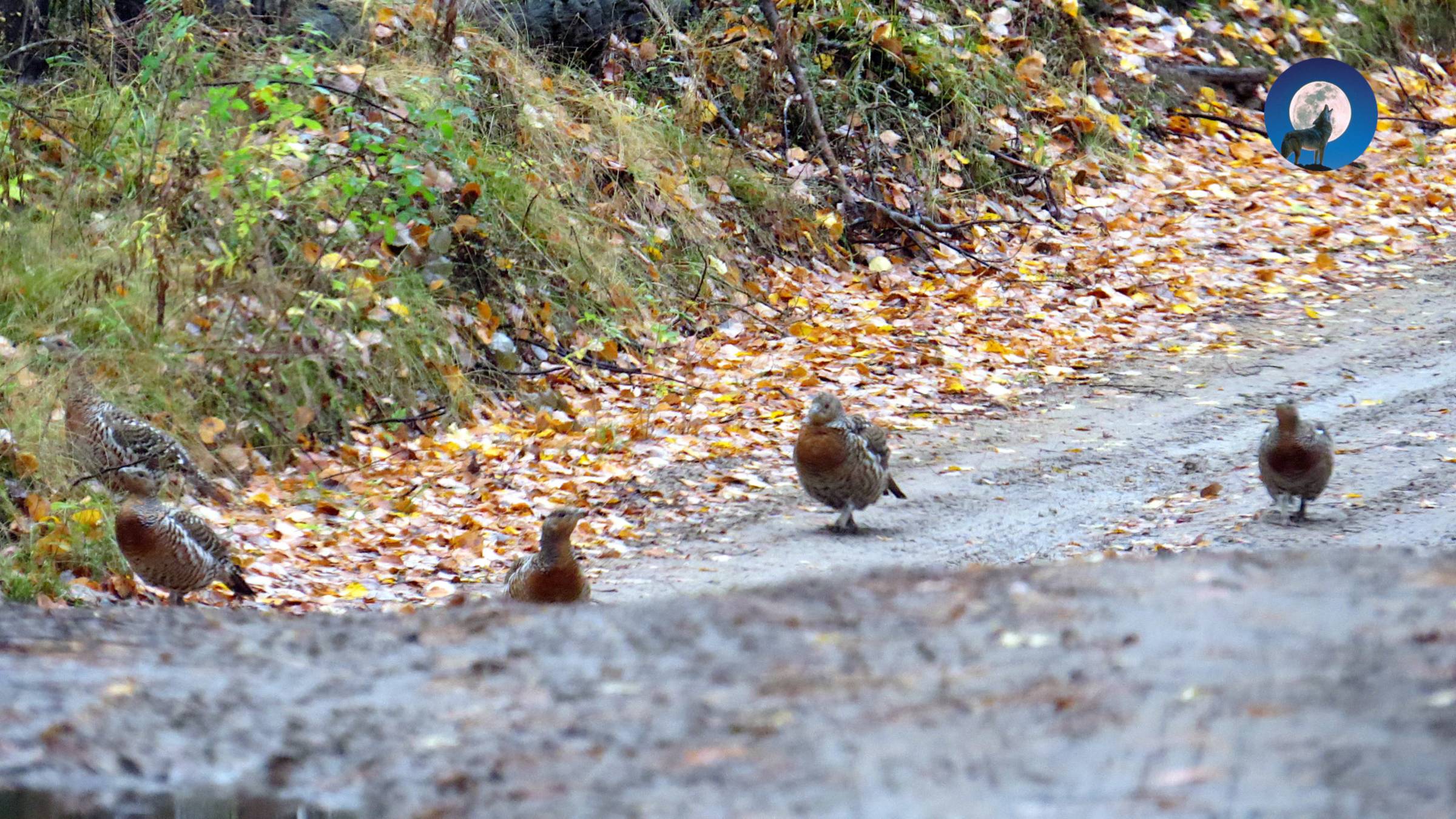 В КРАЮ ТАЁЖНОМ: БОРОВАЯ 2023