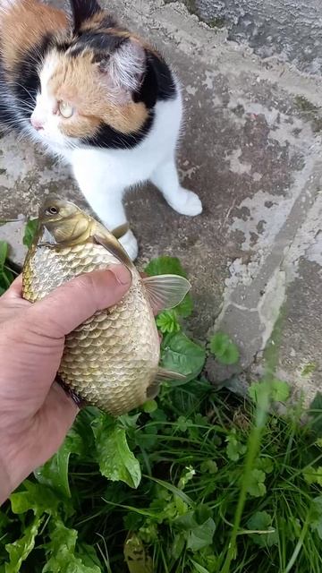 Кошка и карась толстый с икрой