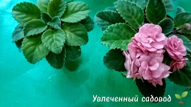 Детка и стартёр фиалки.