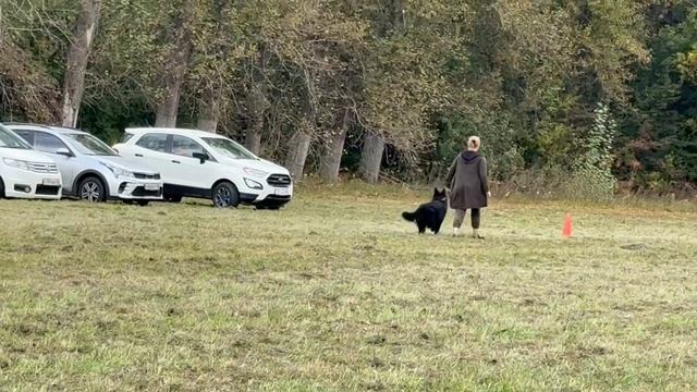 2 Отл. Softness Flint Yaguar +++ №34. ЛИПЕЦК 20 сентября`25 Моно немецких овчарок