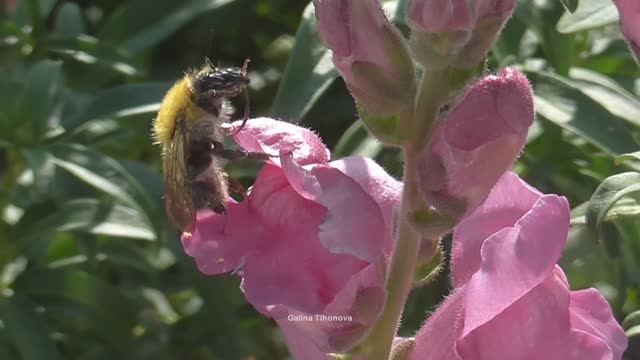 Уходит осень...Медленно...Красиво...Музыка Евгения Ширяева