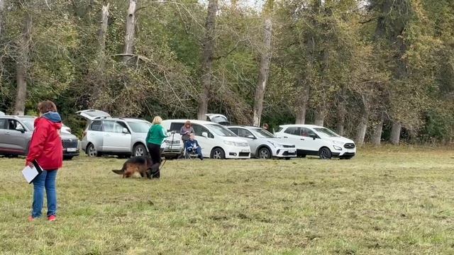 1 Отл. Cheff Highborn Guard +++ №31. ЛИПЕЦК 20 сентября`25 Моно немецких овчарок