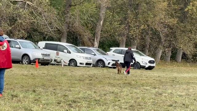 2 Отл. Rossia 2 iz Fortuna Merdi +++ №26. ЛИПЕЦК 20 сентября`25 Моно немецких овчарок