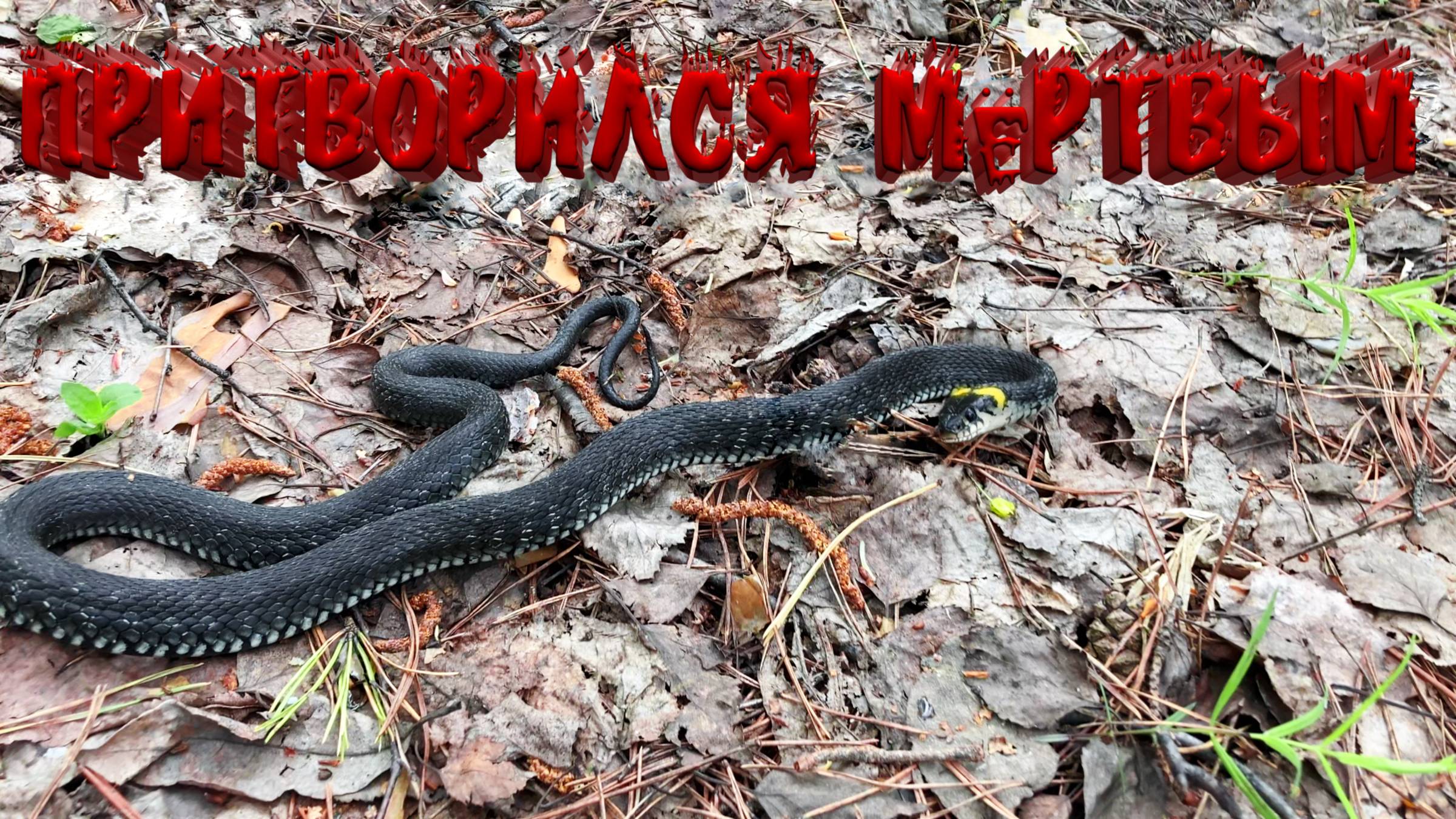 Крайний весенний коп.