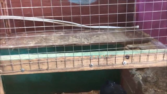 2019 ЭМ Вита в контактном зоопарке Владивосток