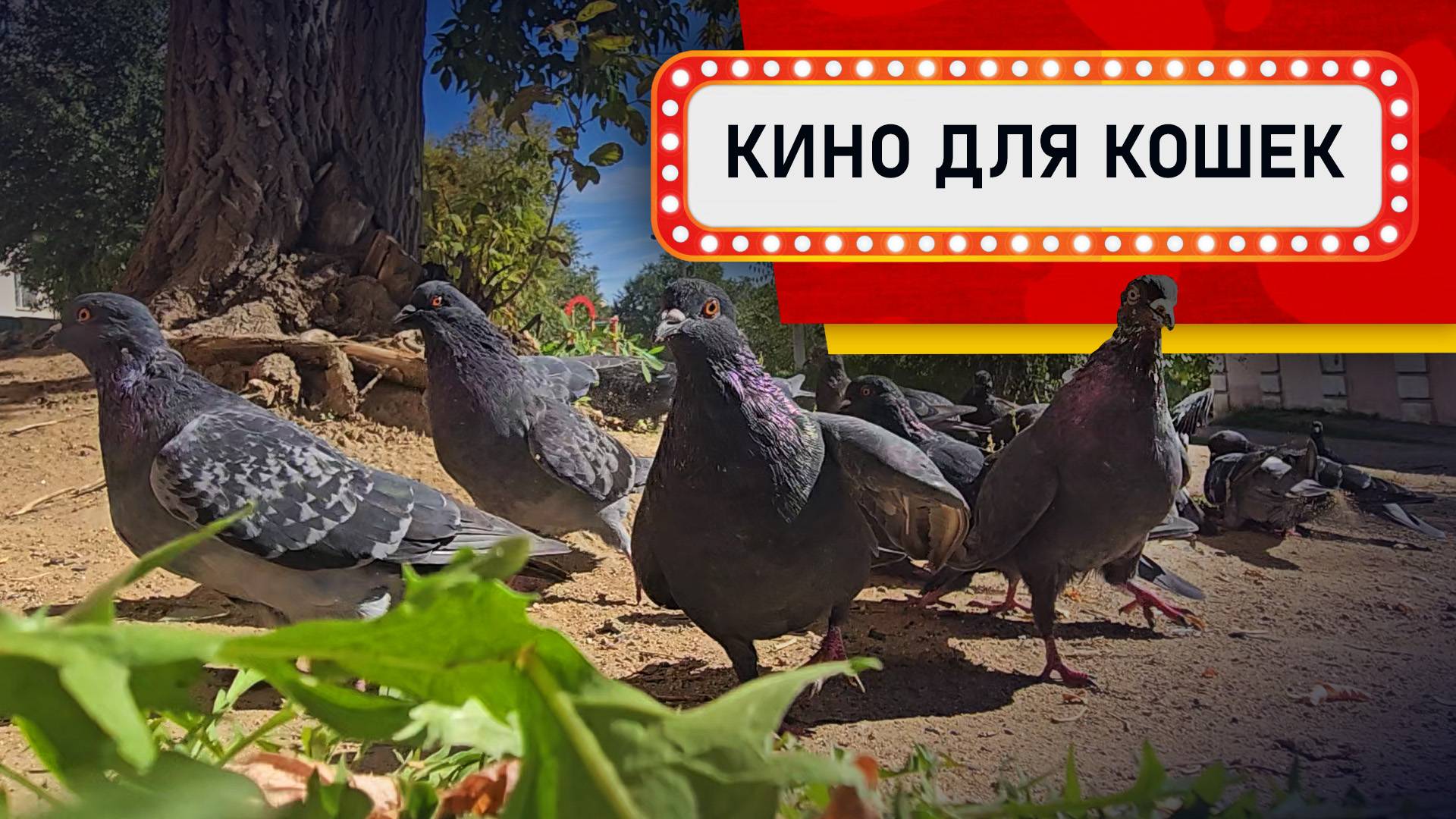 Видео для кошек - Голуби под деревом (Развлеки своего кота)