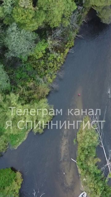 Тайга с высоты птичьего полёта