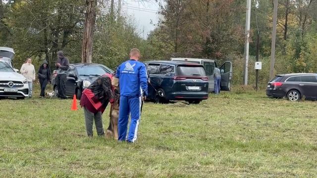 3 Отл. San-Rathelle Tornado +++ №33. ЛИПЕЦК 20 сентября`25 Моно немецких овчарок