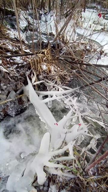 Бобровая обитель. Часть-1