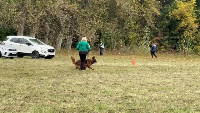 Eigenschaft Viktoriana +0+ №39. ЛИПЕЦК 20 сентября`25 Моно немецких овчарок