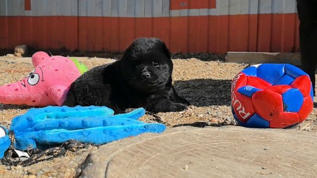 А у нас вот такое чудо растёт 🥰❤️🔥 сынок нашей Элси 🥰 такой крохотный, а уже собачка!