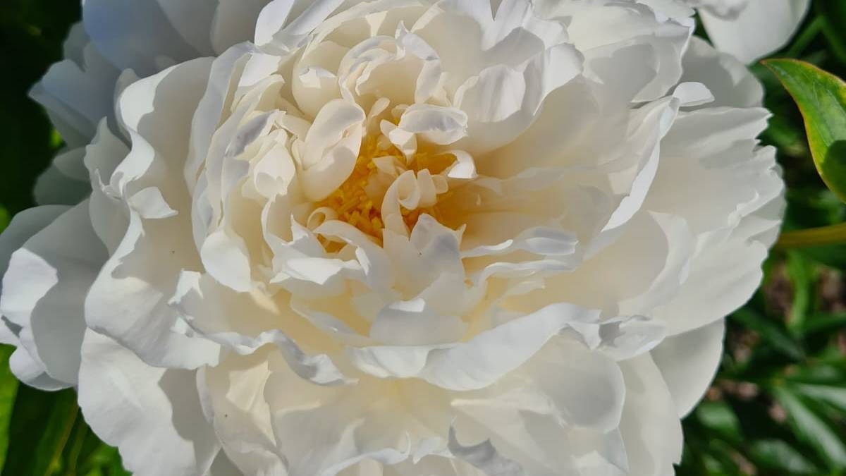 Пионы. Обзор посылки с корнями пионов от продавца с Авито #пионы #кореньпиона #покупкапионов #цветы