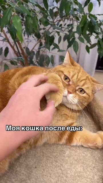 Моя кошка до еды