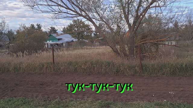 Пернатый лесной гость