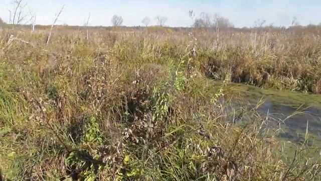 охота на бобра