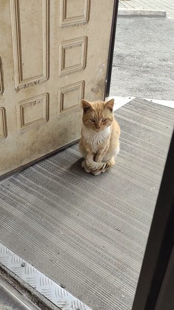 С возвращением блудный кот! Опять простить и понять!!!