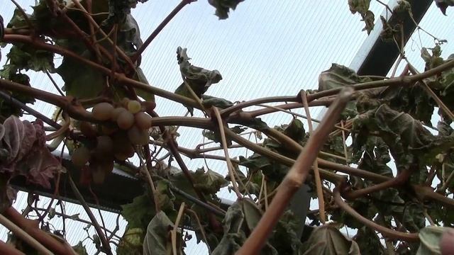 Муромцево  4 Октября  2025г г Готовим виноград к зиме 6