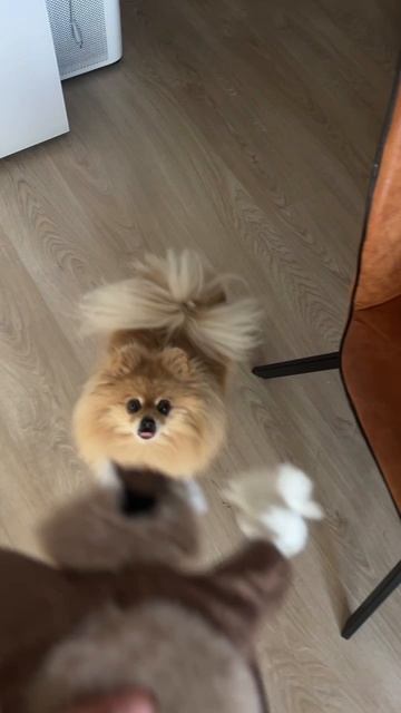 Оперирую Басину Белку!