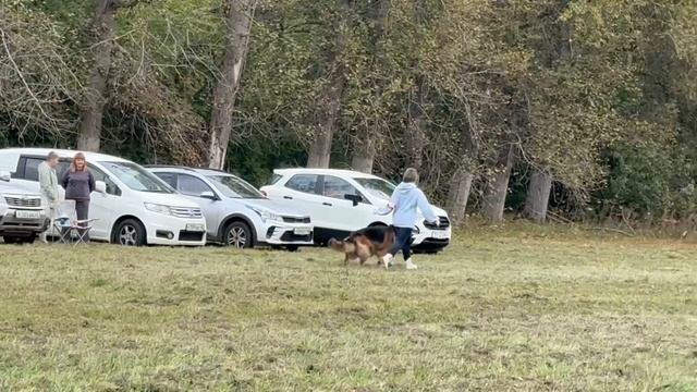 5 Отл. Strong End Soft Nejman +++ №35. ЛИПЕЦК 20 сентября`25 Моно немецких овчарок