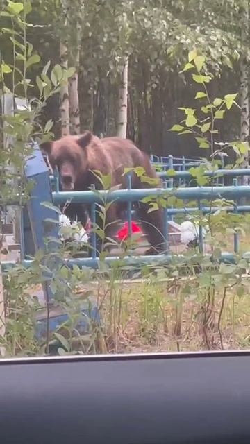 В ХМАО медведь пришёл на...