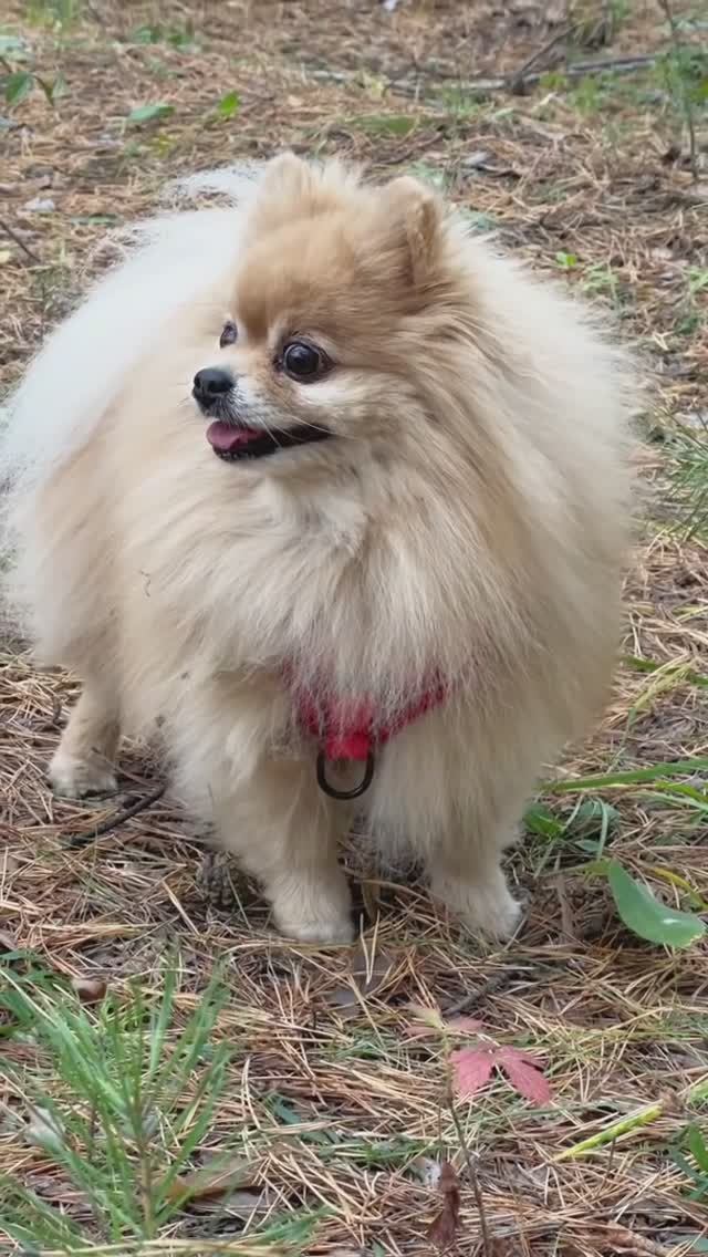 Бусинка - лесная шпицинка!