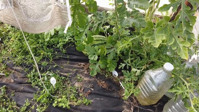 Зачем прививать арбуз_