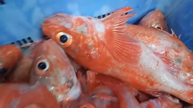 ОКУНЬ ЩИПОЩЁК