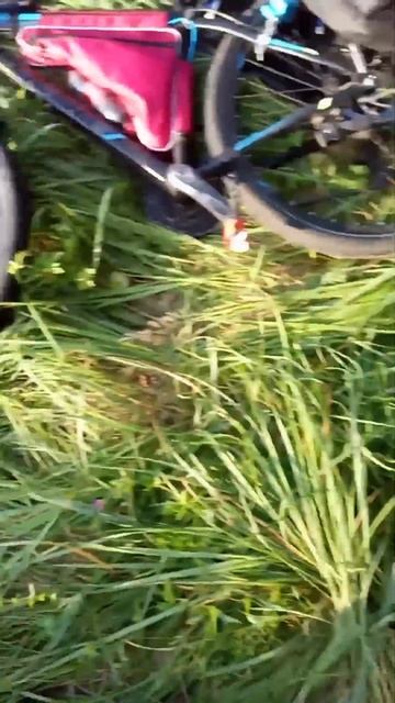 Весточка с полей) специально для Константина Л. что не смог поехать в велопоход