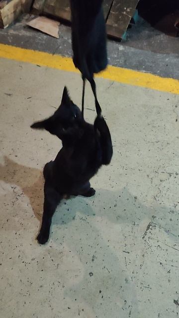 Шикарная игрушка для заводской кошечки.