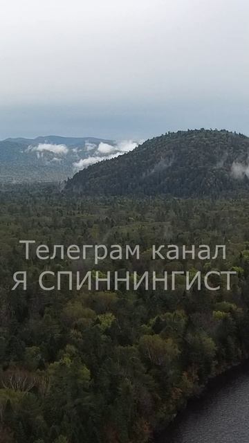 Тайга после ДОЖДЯ