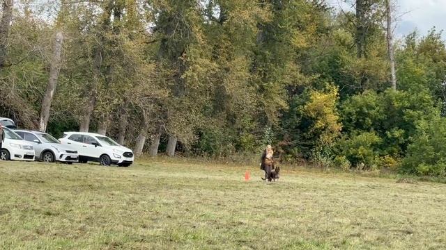 1 Отл. Layma iz Doma Jokera +++ №40. ЛИПЕЦК 20 сентября`25 Моно немецких овчарок