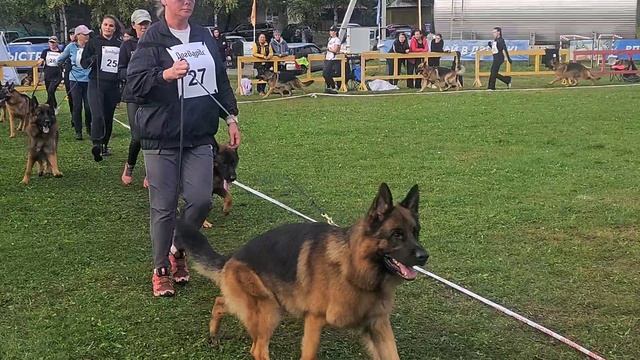 РАБОЧИЙ КОБЕЛИ / КЧК+ ХАБАРОВСК 20 сентября`25 M.Jovovic Моно немецких овчарок