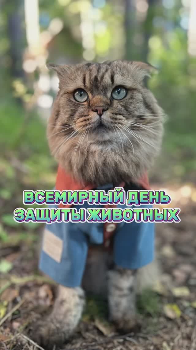 С Днём защиты животных!❤️😻 #4октября #всемирныйденьзащитыживотных #котики #животные