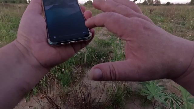 Люпины и самик