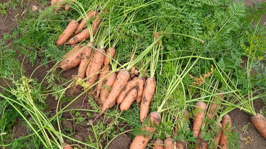 В чем нашла плюс от посева моркови Нантская в середине июня Обзор выкопки моркови 2 октября