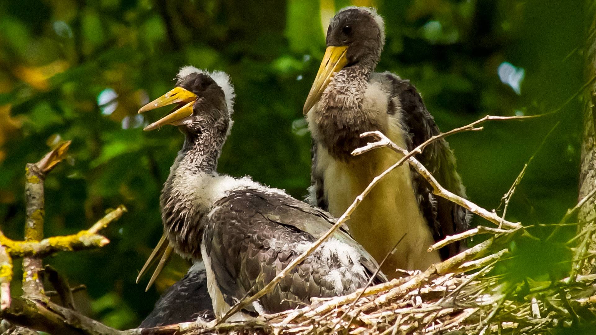 Орешниковая соня, черный аист, вымирающие каланы: редчайшие животные Европы и Азии | Все как у людей