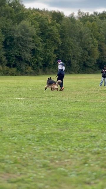1 О/Отл. КЧК Lerua Madlen Sherkhan +++ №92. ХАБАРОВСК 20 сентября`25 Моно немецких овчарок
