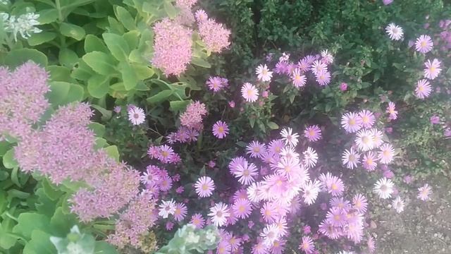 VID_20251003_171616.mp4