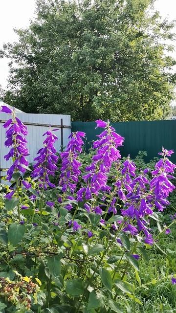 Васкелово. Отдых в Ленинградской области. 06.07.2025 г