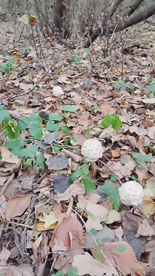 дятел развлекал нас в лесу