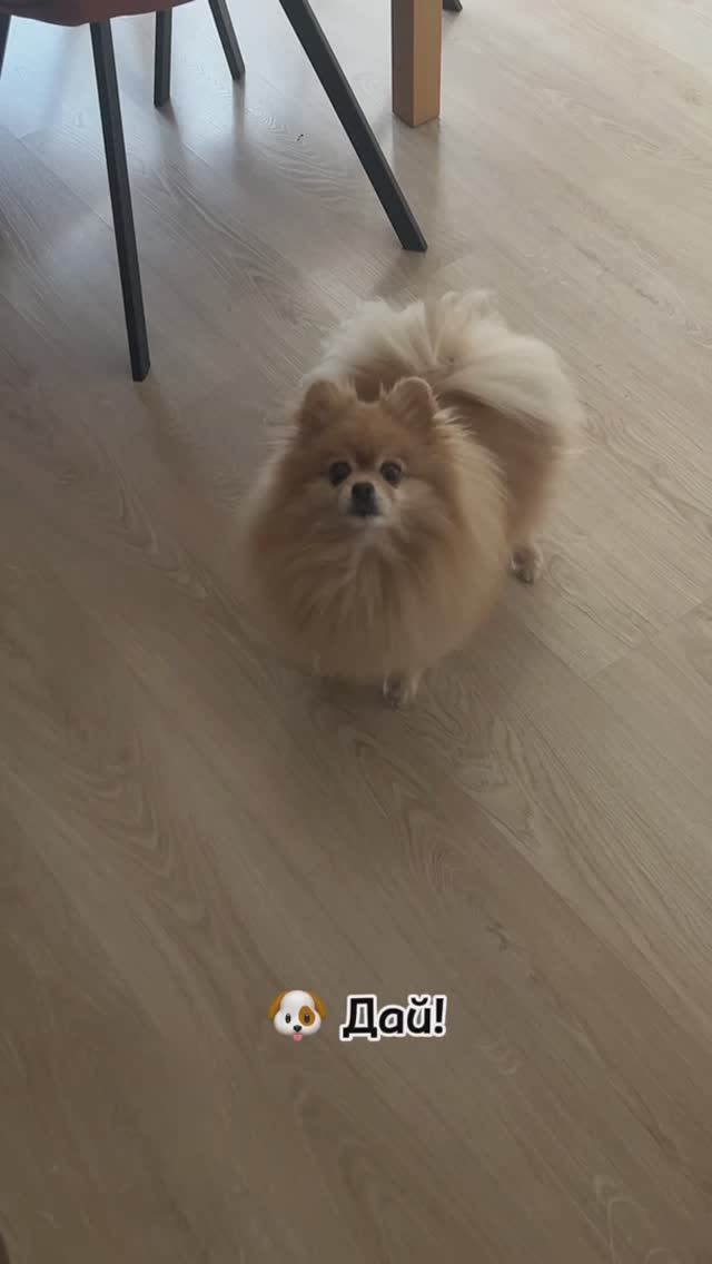 Учу Басю быть самостоятельной!