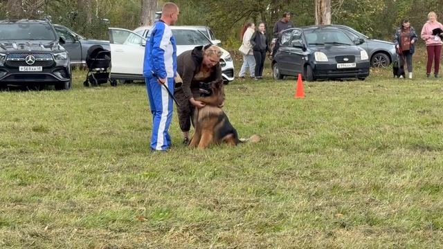 4 Отл. Limon iz Doma Jokera +++ №32. ЛИПЕЦК 20 сентября`25 Моно немецких овчарок