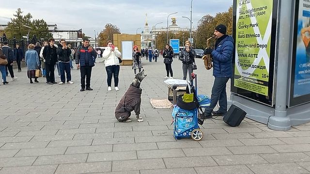 Музыкальный пес старается в тон  хозяину подпеть