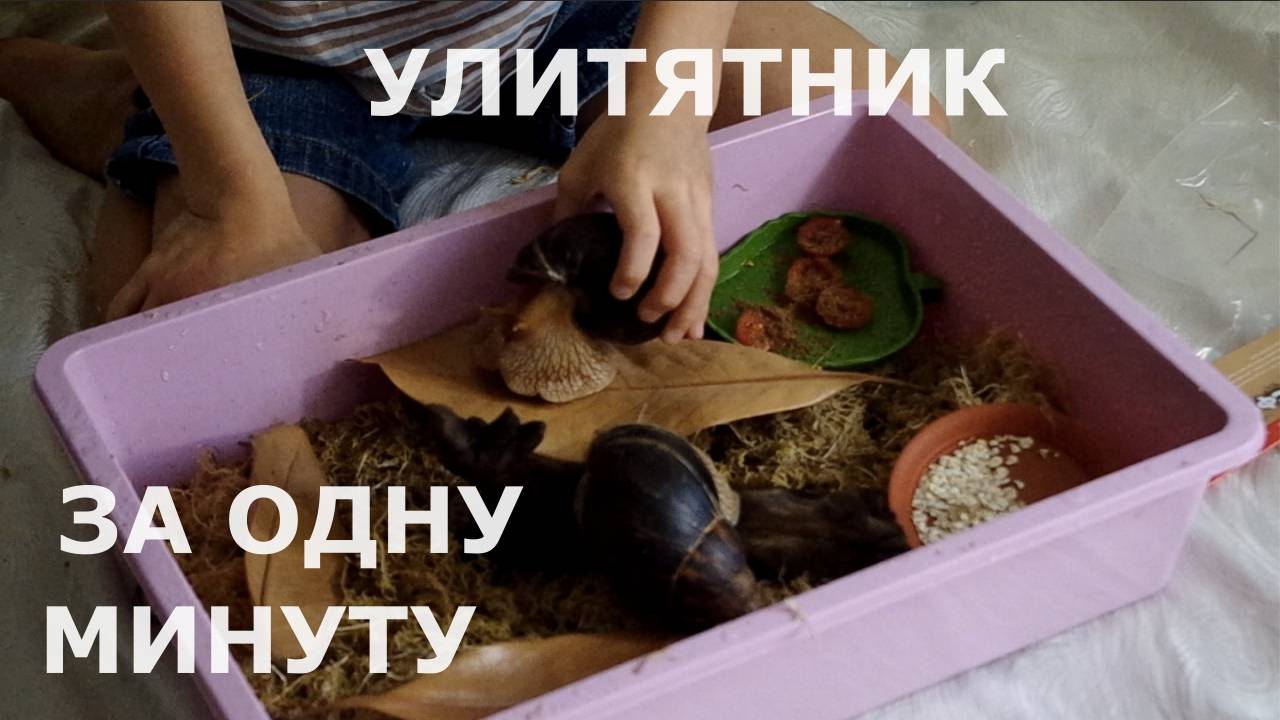 УЛИТЯТНИК ЗА ОДНУ МИНУТУ