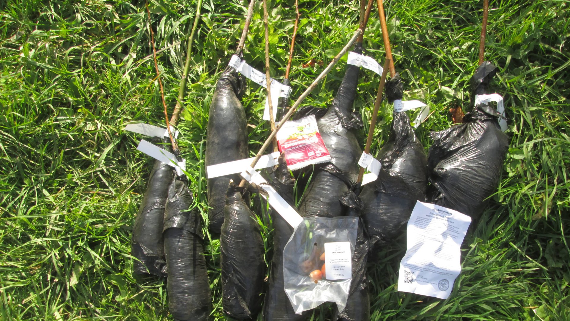 Гарденмарт интернет магазин саженцы